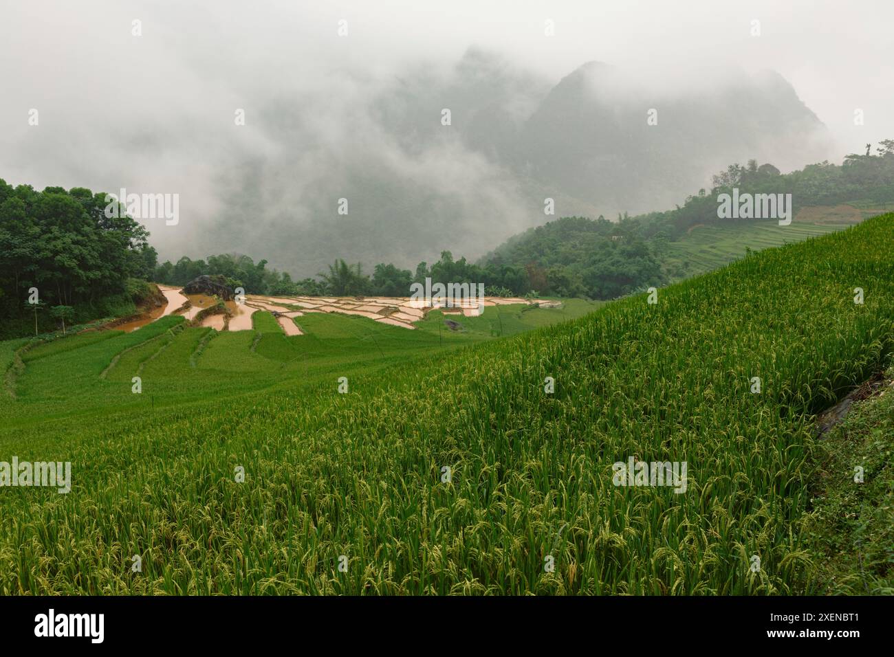 Growing rice crops on farmland in Vietnam; Pu Luong, Thanh Lam, Ba ...
