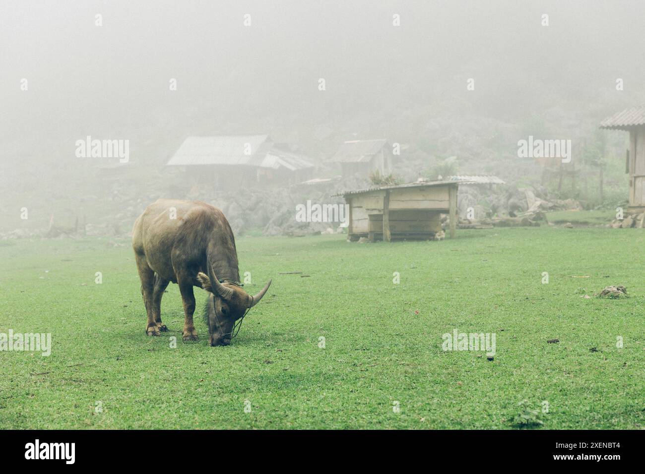 Ox grazing in a lush farm field in a village in Vietnam; Ta So village ...