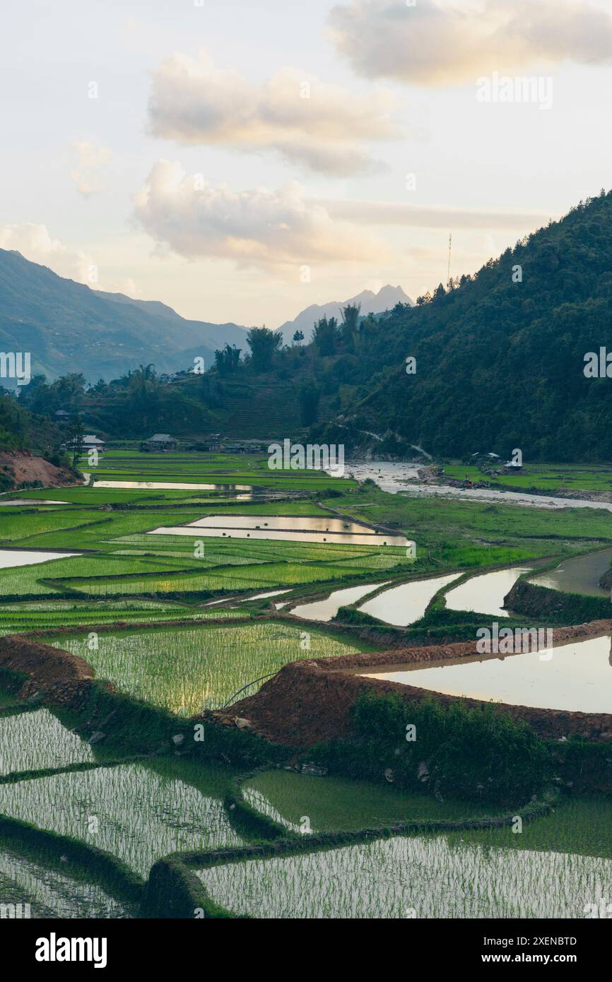 Rice farming in a valley in the Muong La District of Vietnam; Ngoc ...
