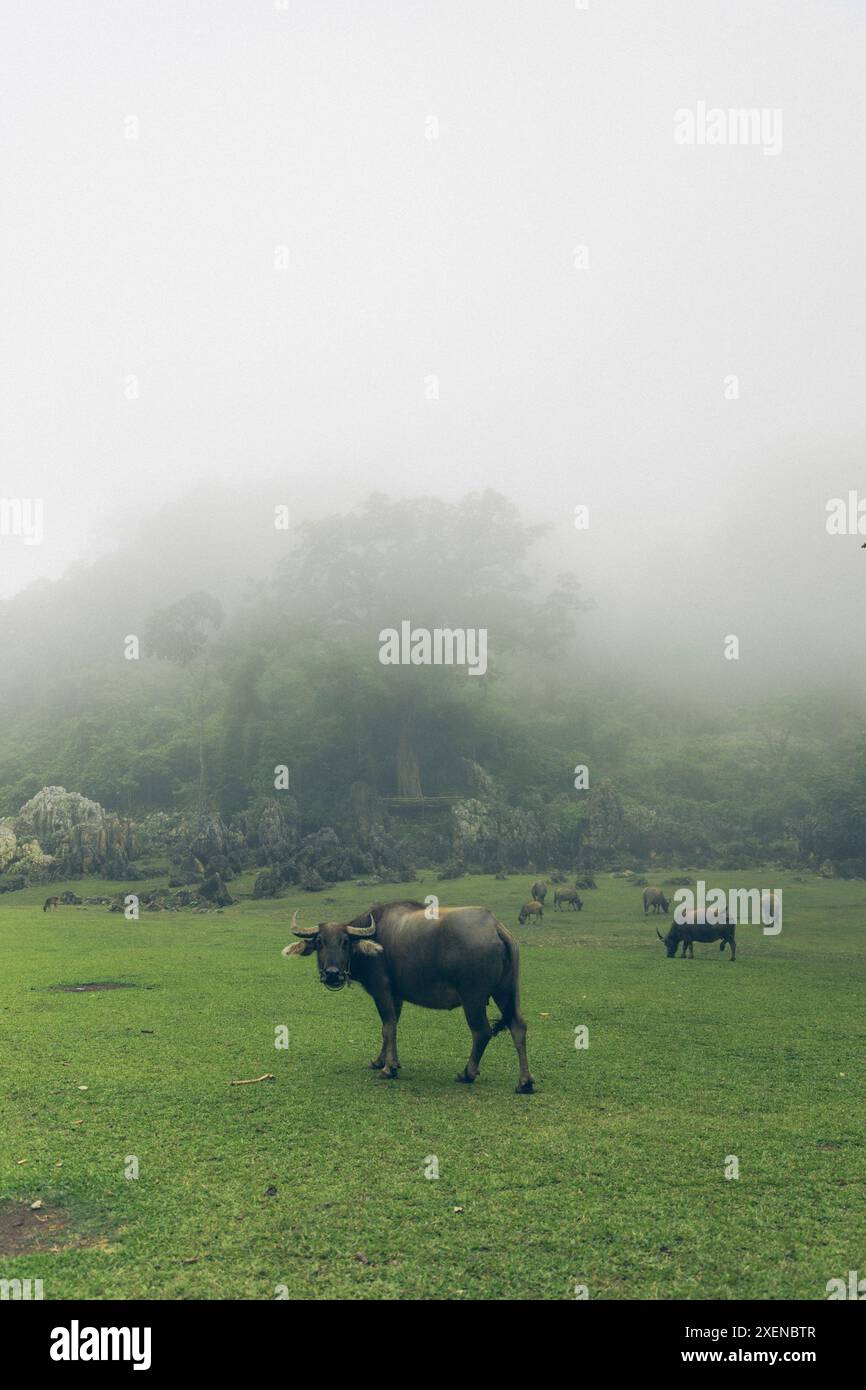 Ox grazing in a lush farm field in a village in Vietnam; Ta So village ...