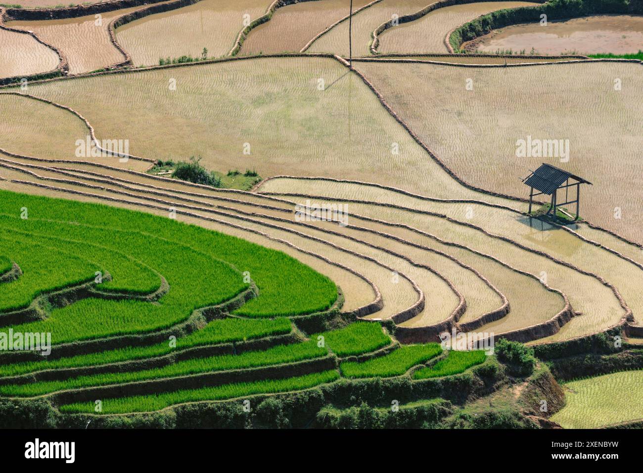 Planted and growing terraced rice fields at Khau Pha Pass in Vietnam ...