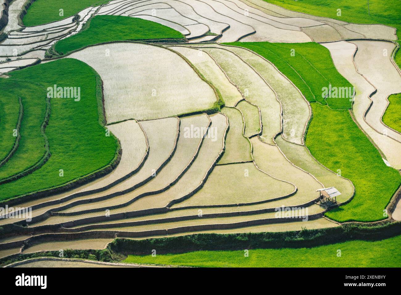 Planted and growing terraced rice fields at Khau Pha Pass in Vietnam ...