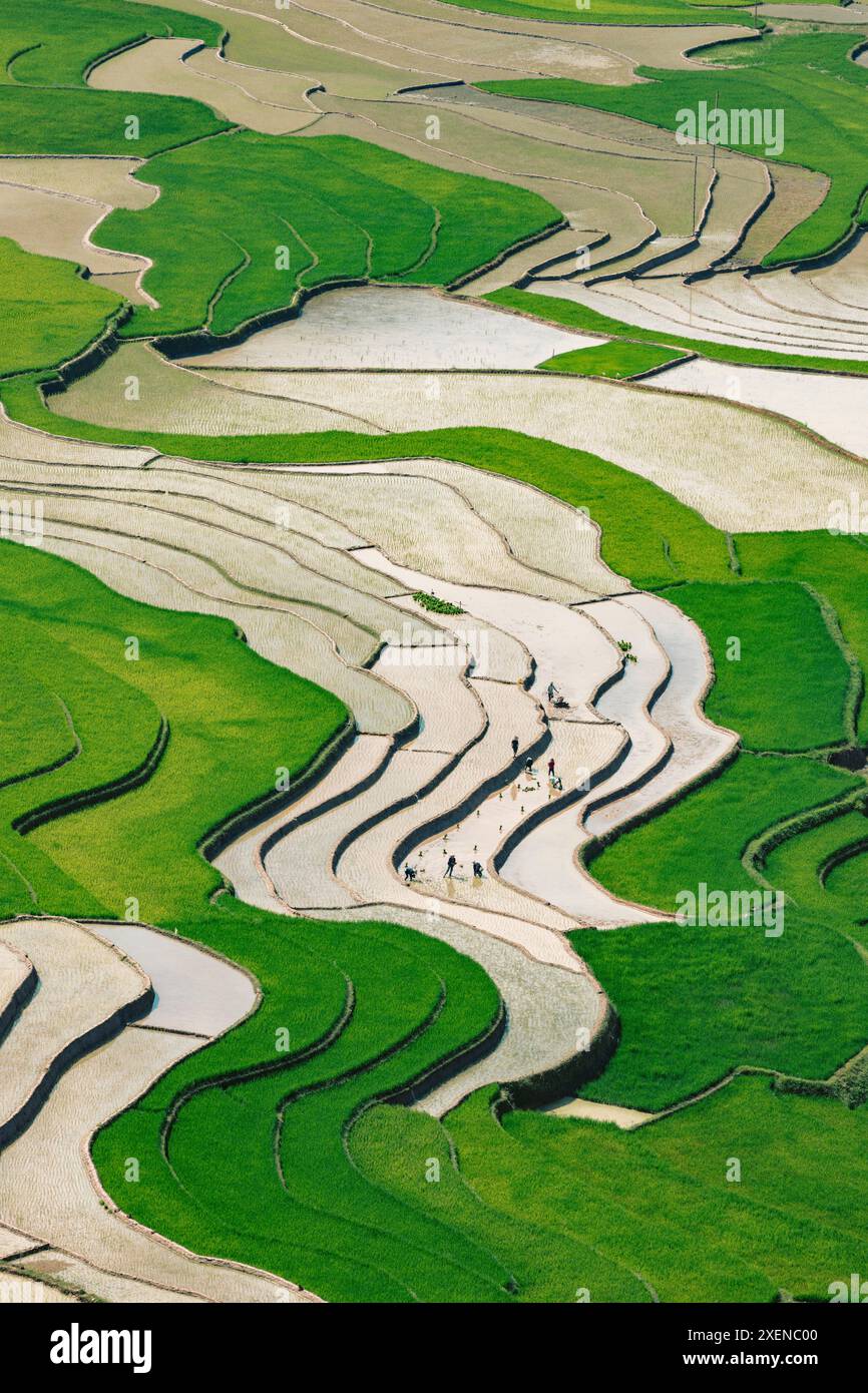 Workers on the terraced rice fields at Khau Pha Pass in Vietnam; Khau ...