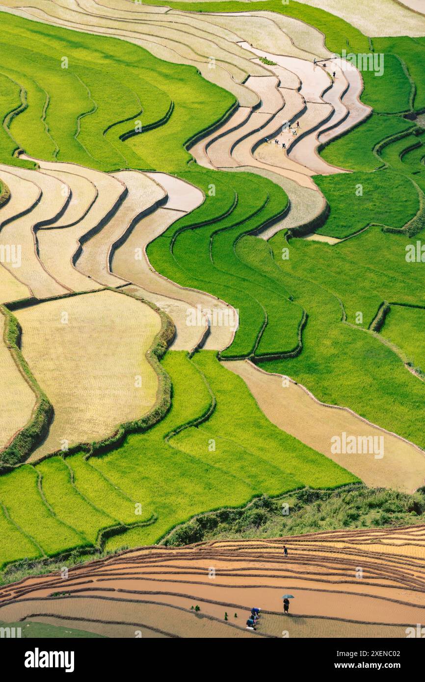 Workers on the terraced rice fields at Khau Pha Pass in Vietnam; Khau ...
