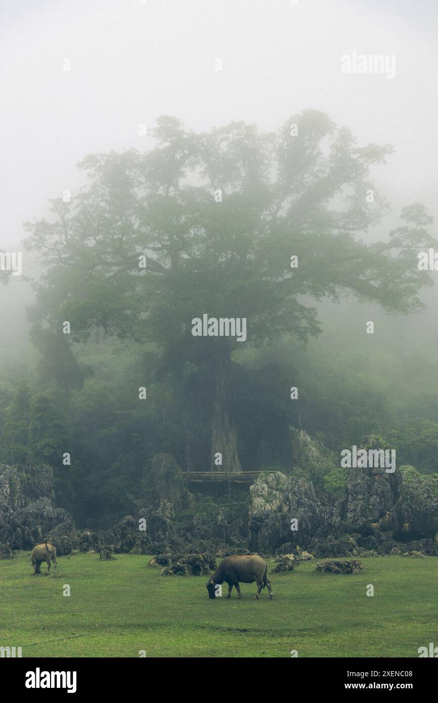 Cattle grazing in a lush farm field in a village in Vietnam; Khau Pha ...
