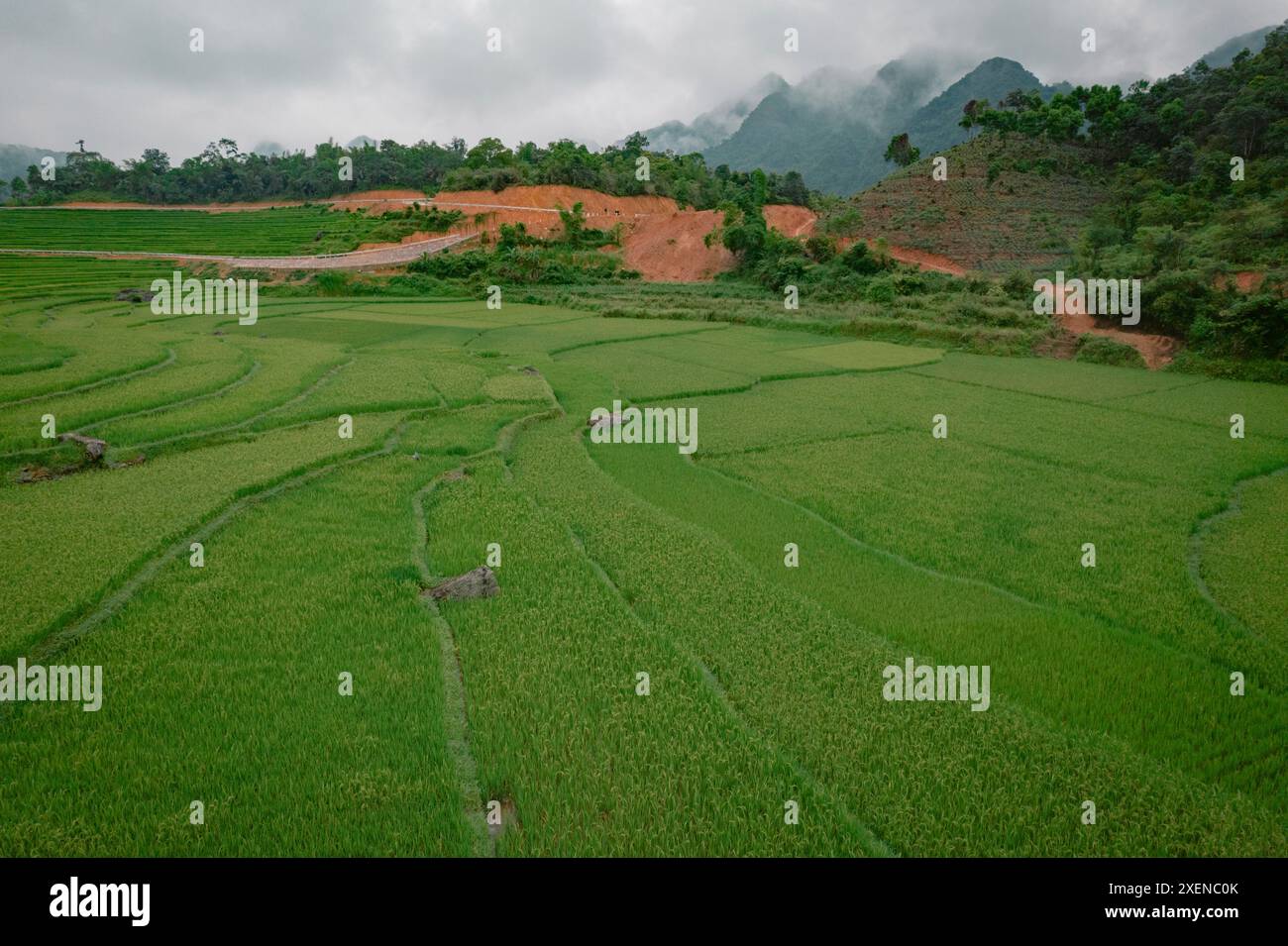 Lush green rice terraces on farmland in Vietnam; Pu Luong, Thanh Lam ...
