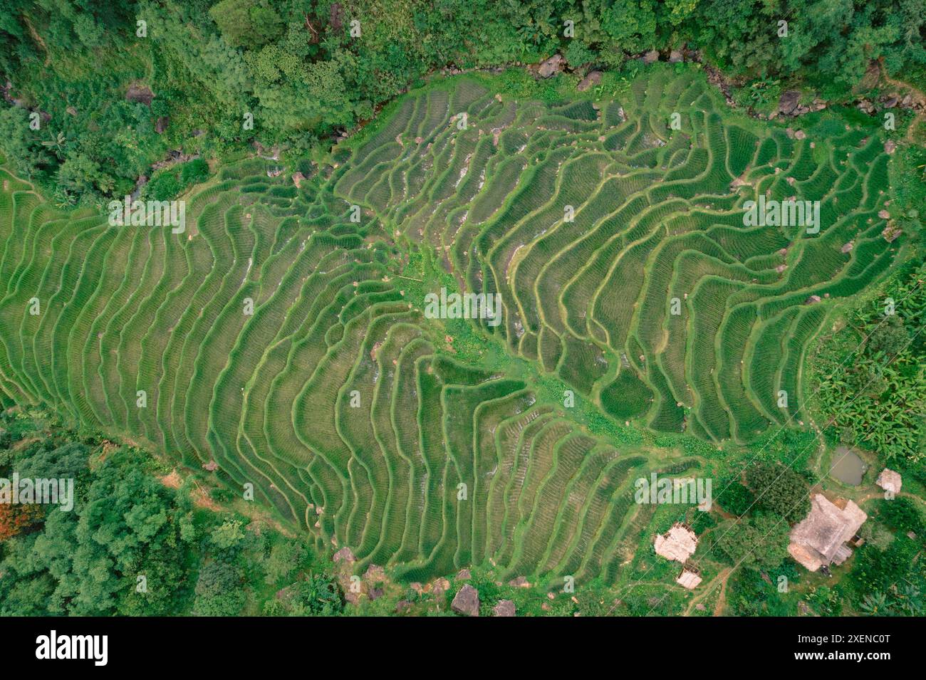 Aerial view from directly above of growing rice crops on farmland in ...