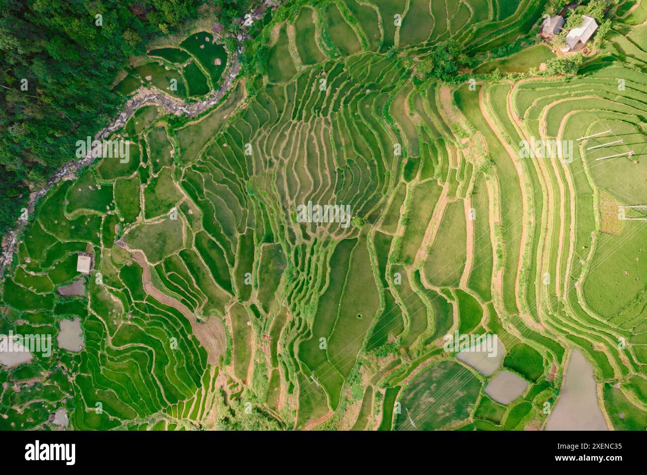 Rice farming on terraces in the Muong La District of Vietnam; Ngoc ...