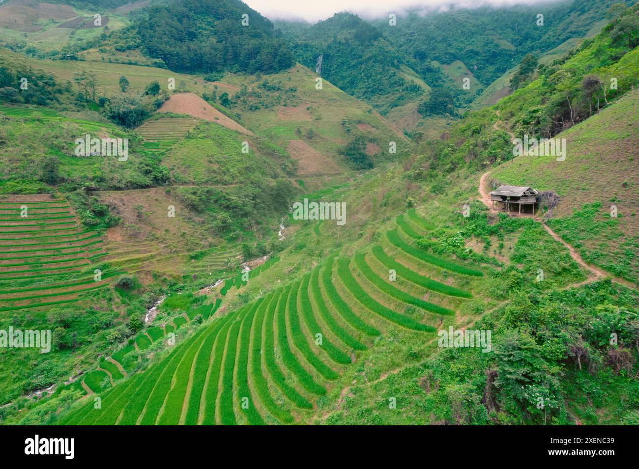 Terraced crops on hillsides in Tram Tau District of Vietnam; Tram Tau ...