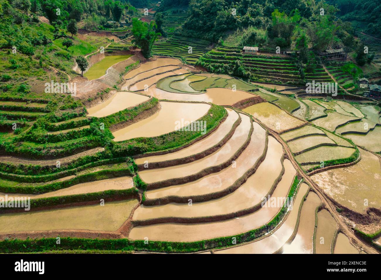 Rice farming on terraces in the Muong La District of Vietnam; Ngoc ...