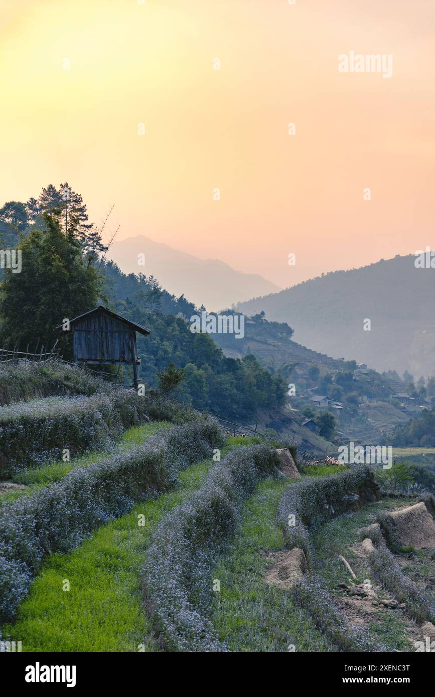 Terraced farmland at twilight in Mu Cang Chai District of Vietnam; La ...