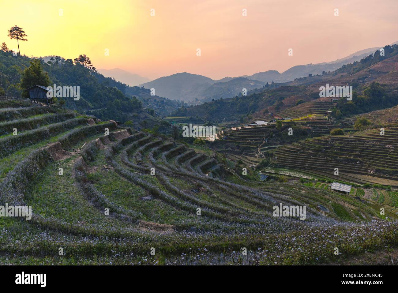 Terraced farmland at twilight in Mu Cang Chai District of Vietnam; La ...
