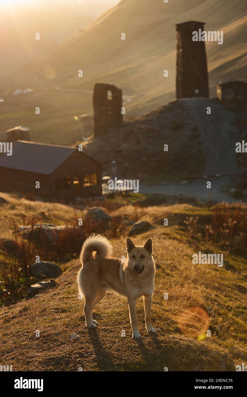 Dog backlit by sunset light, with Svan towers and valley in the ...