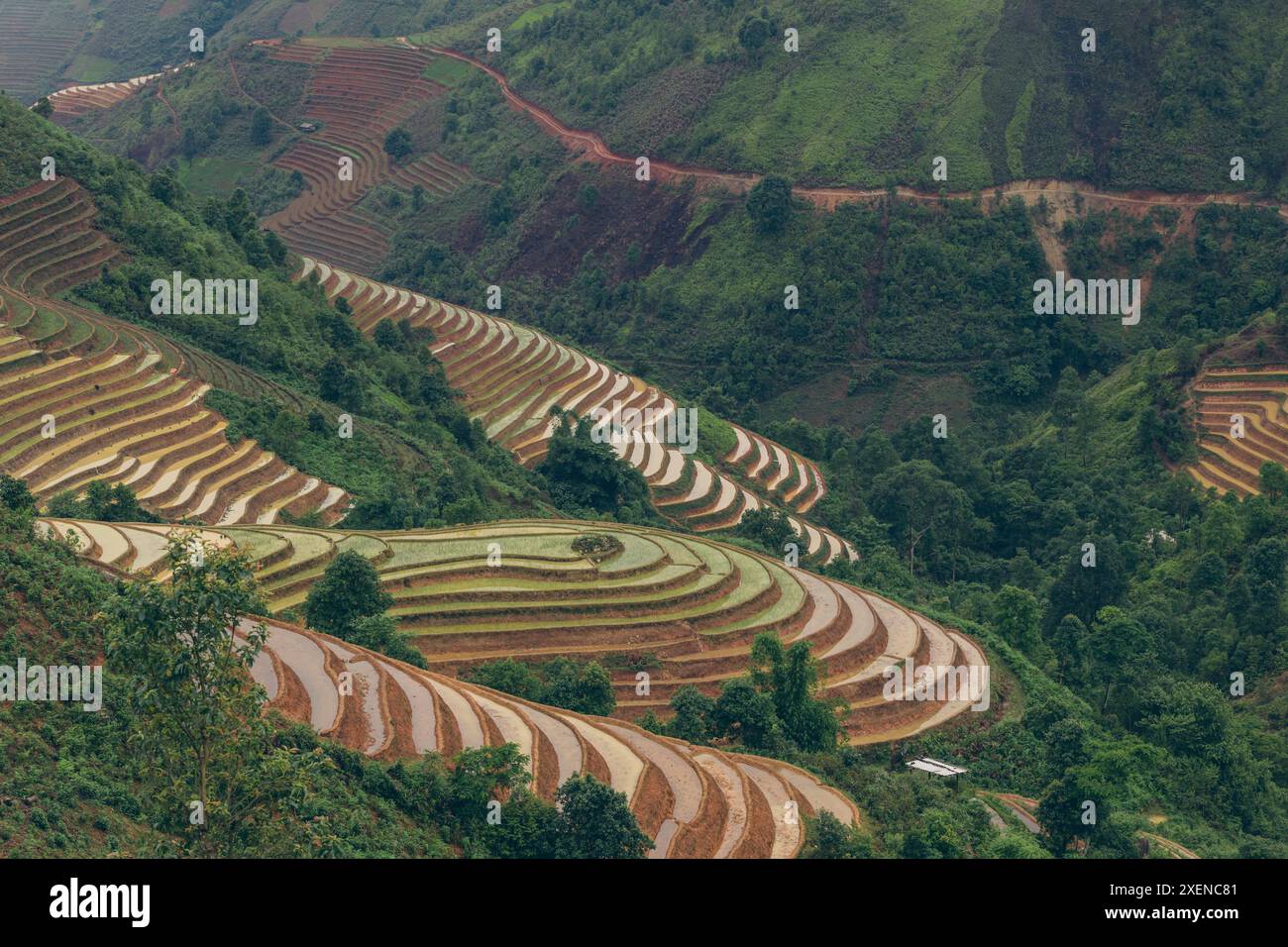 Terraced farmland on the lush hillsides of Vietnam; Ban Cong, Tram Tau ...
