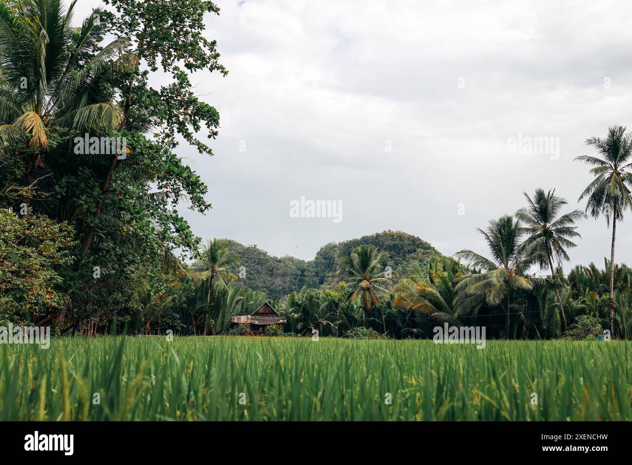 Rammang-Rammang karst village with tropical vegetation in South ...