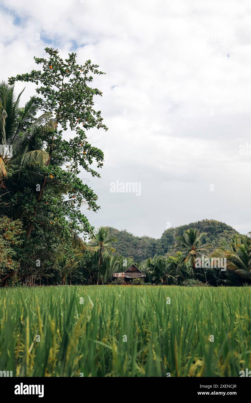 Rammang-Rammang karst village with tropical vegetation in South ...