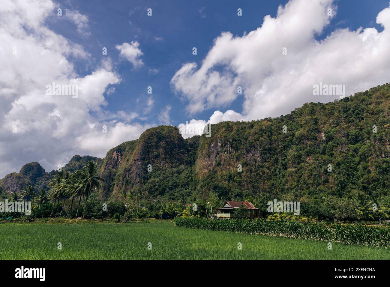 Rice fields and karst limestone formations in South Sulawesi, Indonesia ...