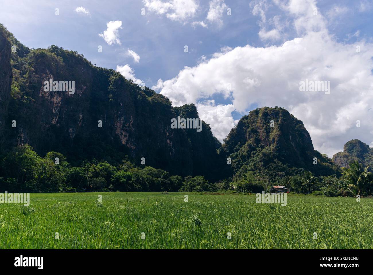 Rice fields and karst limestone formations in South Sulawesi, Indonesia ...