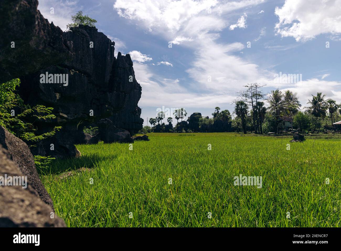 Rice fields and karst limestone formations in South Sulawesi, Indonesia ...