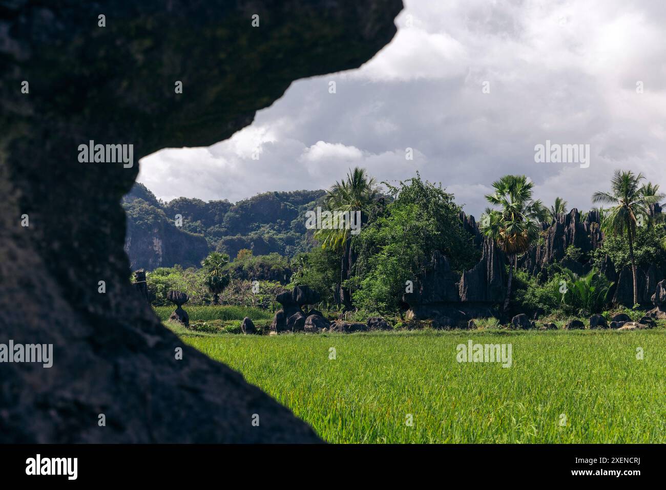 Rice fields and karst limestone formations in South Sulawesi, Indonesia ...