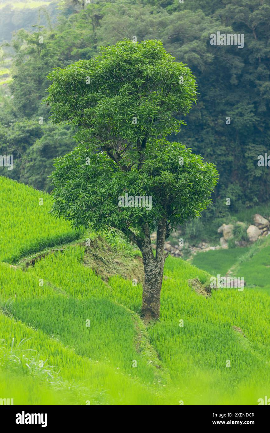 Tree grows in the middle of terraced rice fields in Son La, Vietnam ...
