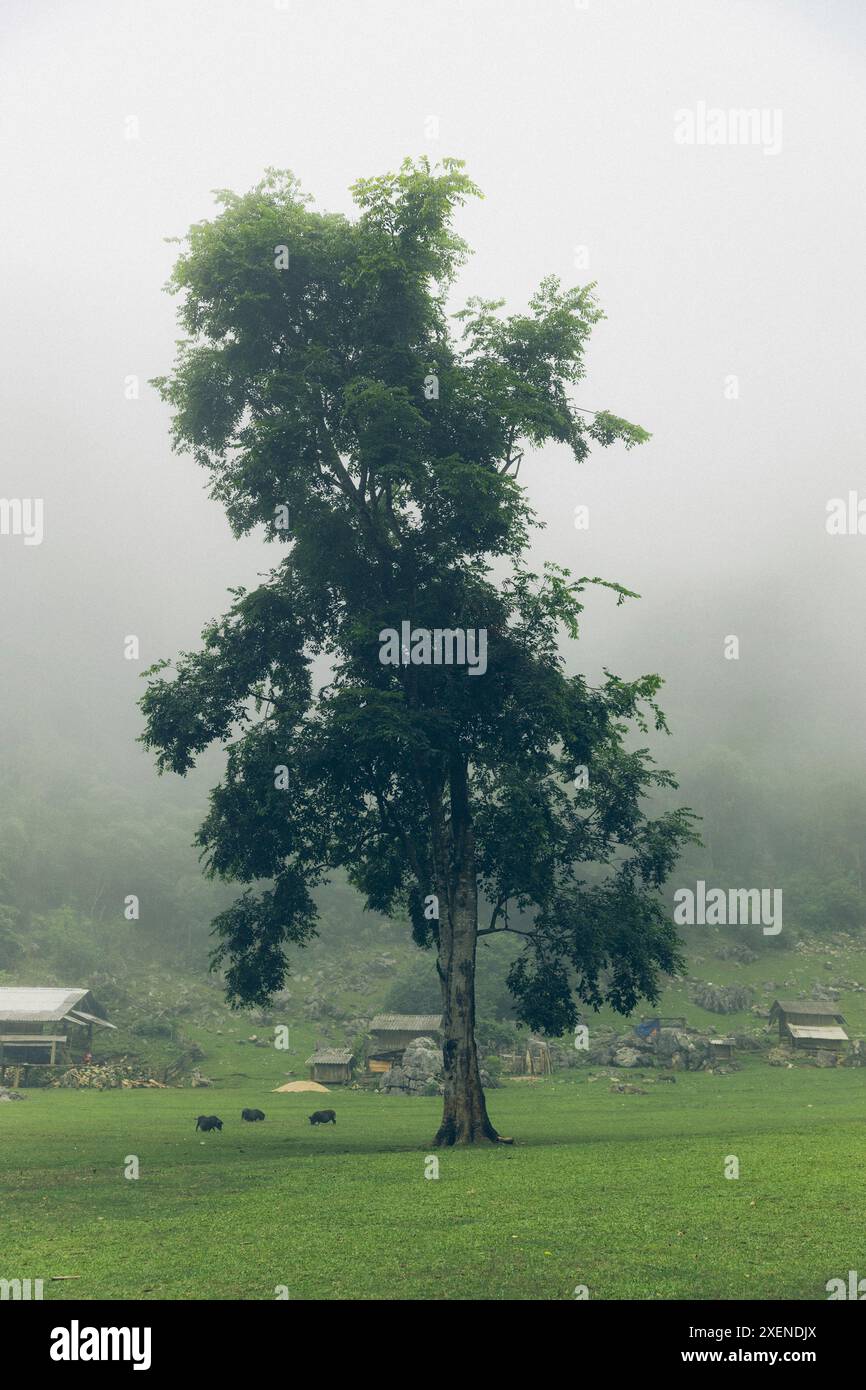 Cattle grazing under a large tree on a foggy day in a Vietnamese ...