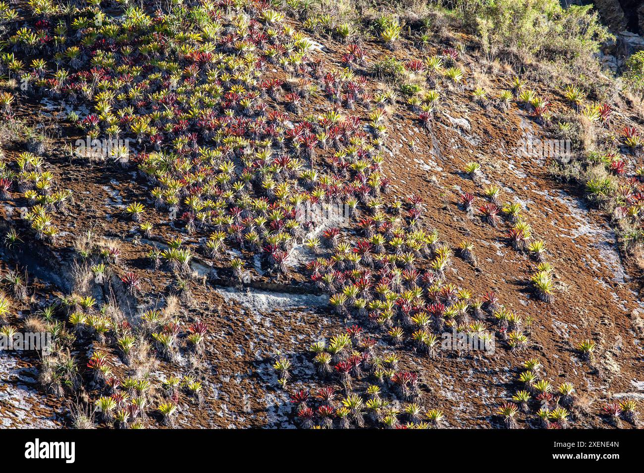 Wild bromeliads hi-res stock photography and images - Alamy