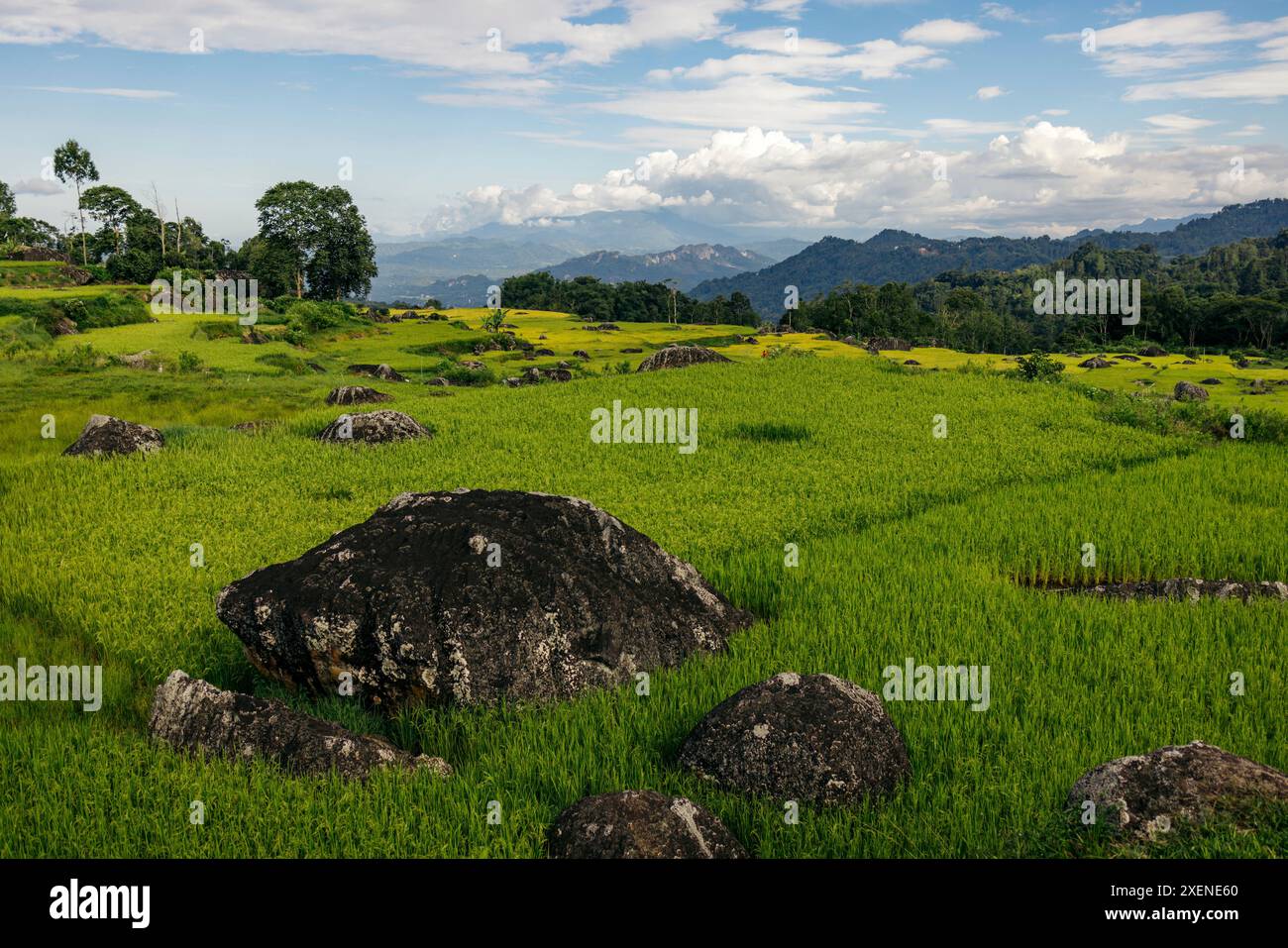Rice crop on lush farmland in the Rante Pao area of North Toraja ...