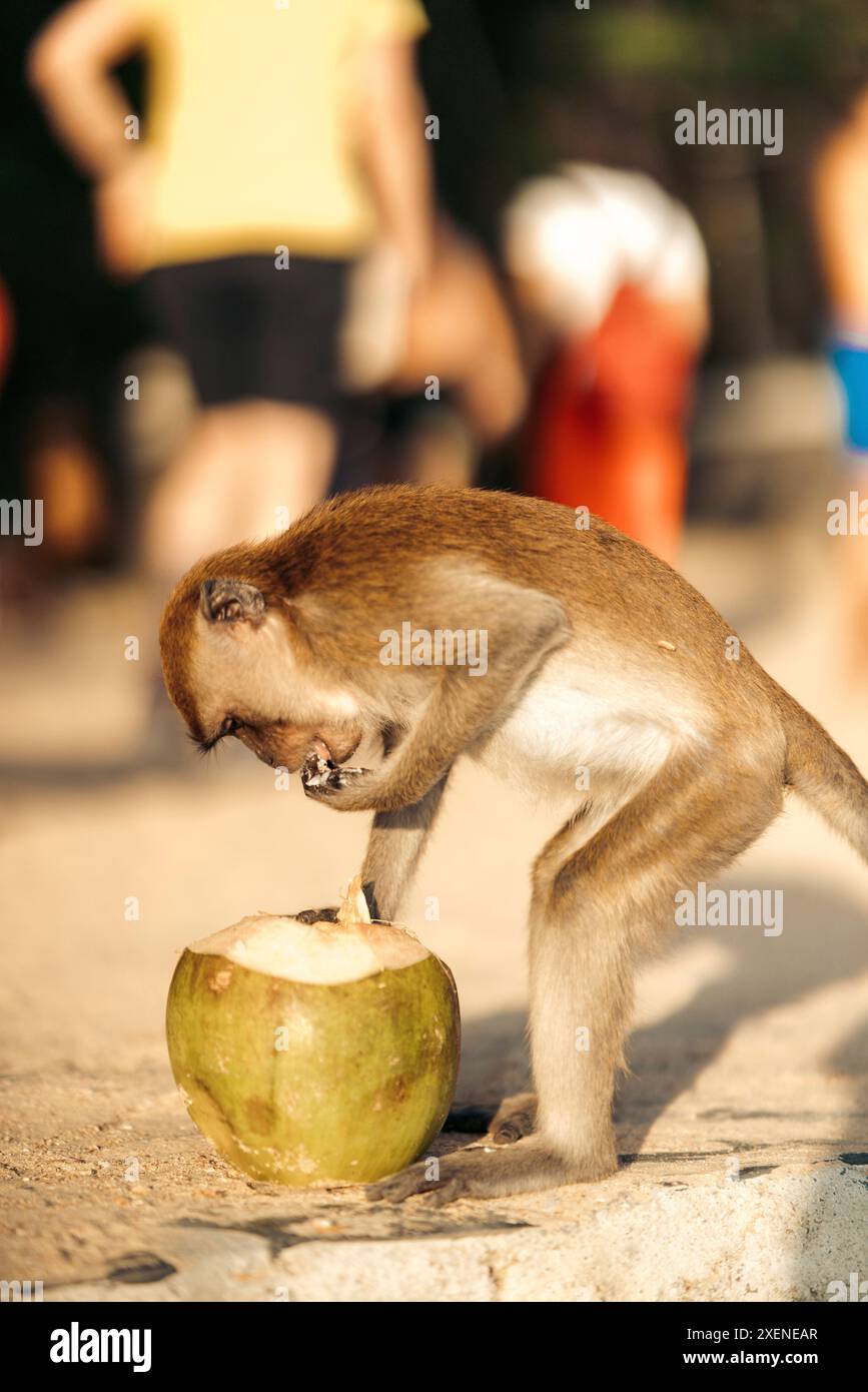 Monkey eating a coconut in Thailand; Krabi, Thailand Stock Photo - Alamy