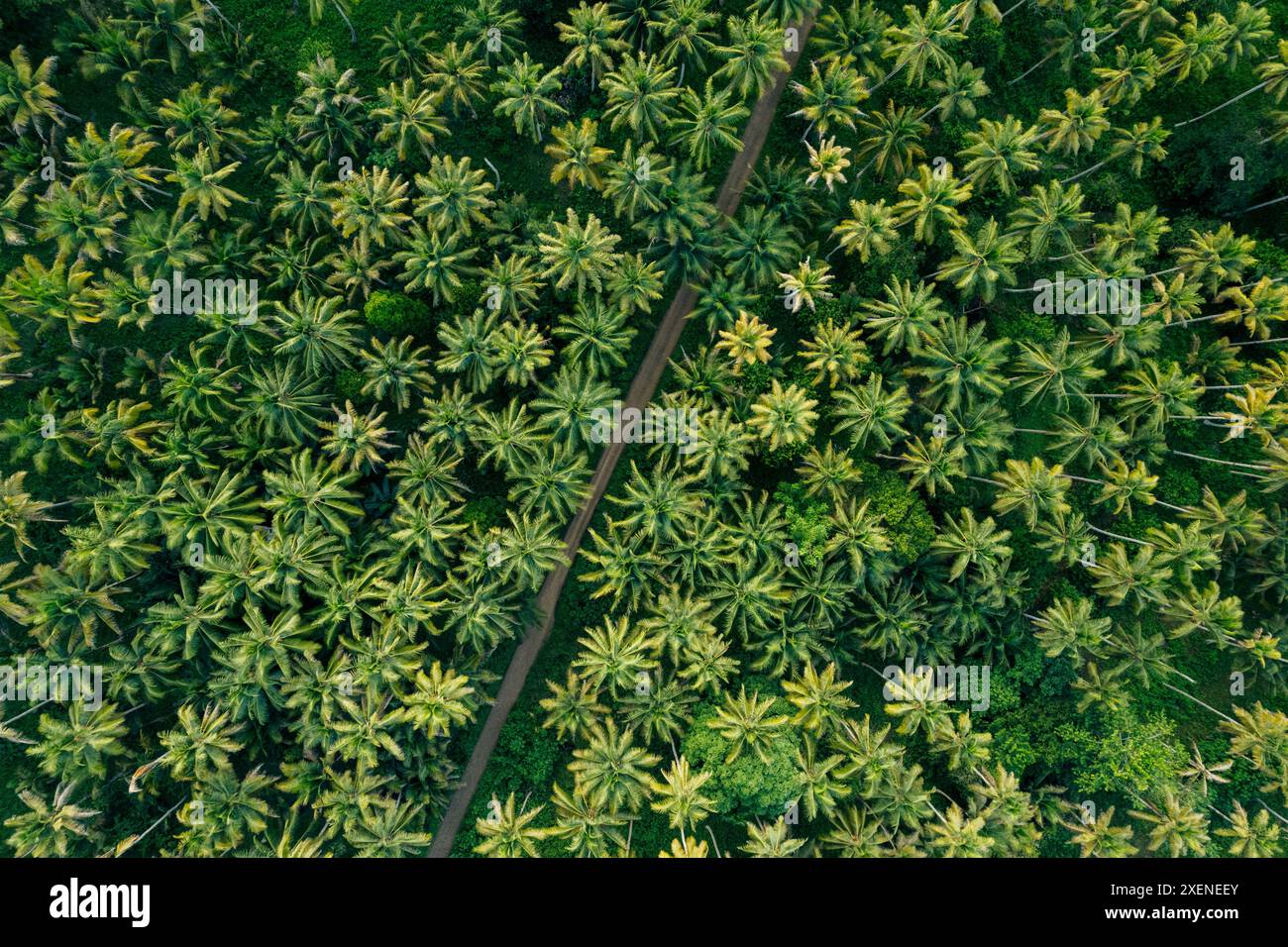 View from directly above of a trail leading through a forest of palm ...