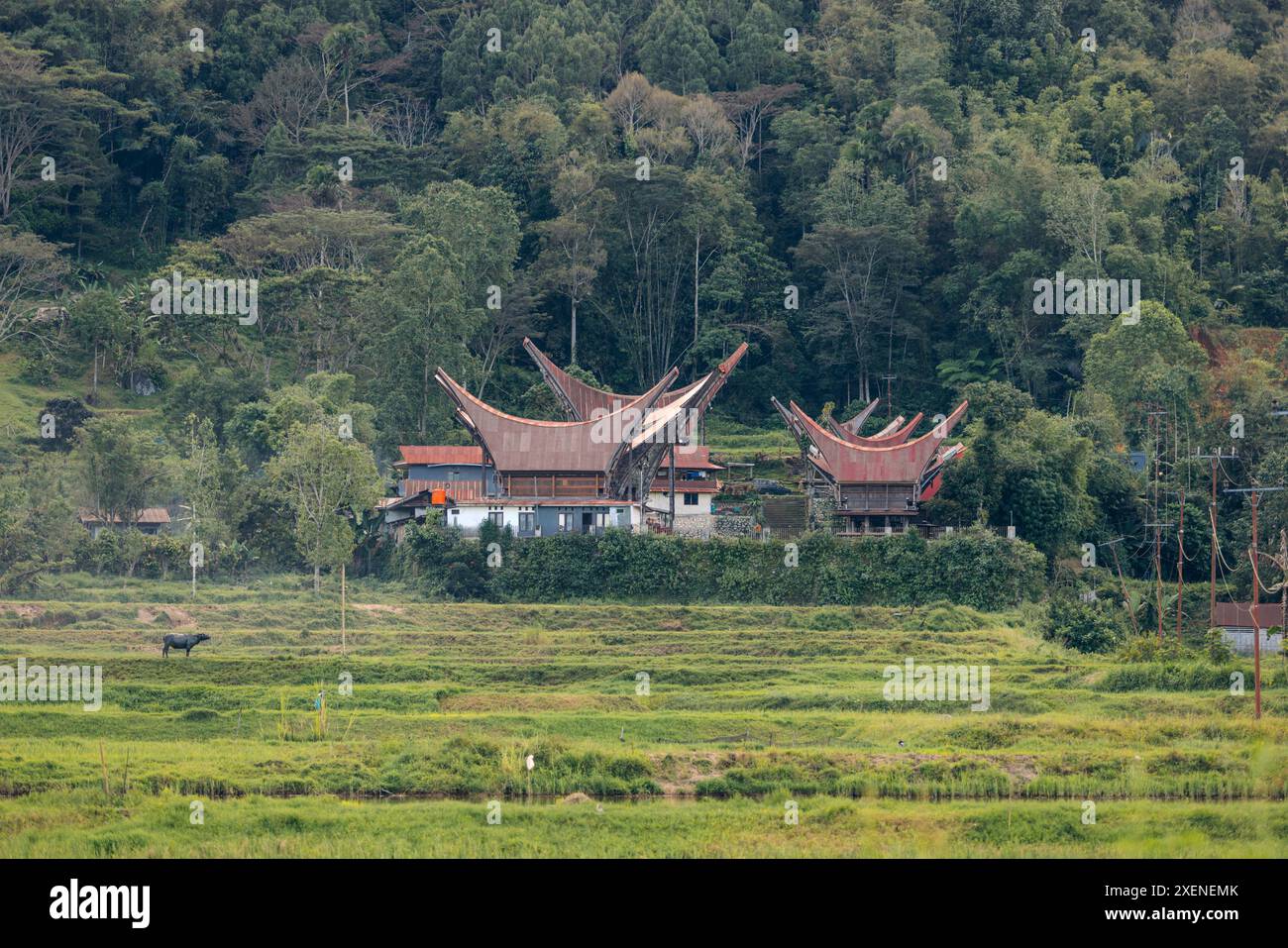 Tongkonan, traditional ancestral houses in the Rantepao area of ...