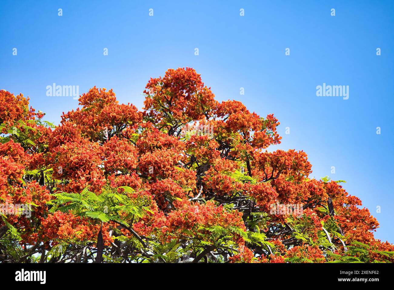 Brilliant red orange royal red poinciana trees flowering on Maui Stock ...