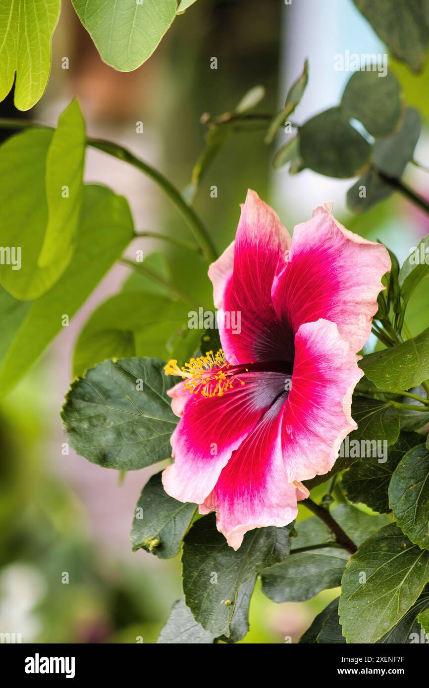 Soft pink edges hi-res stock photography and images - Alamy