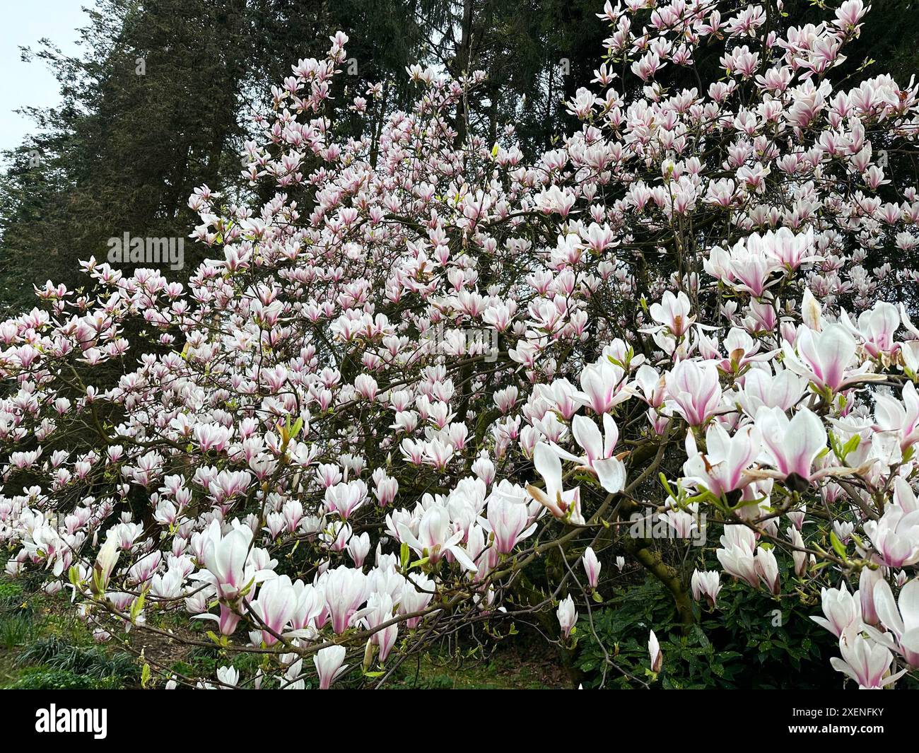 Beautiful magnolia shrub with white flowers growing outdoors Stock ...