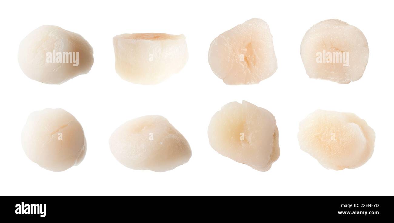 Fresh scallops isolated on white, set. Seafood Stock Photo - Alamy