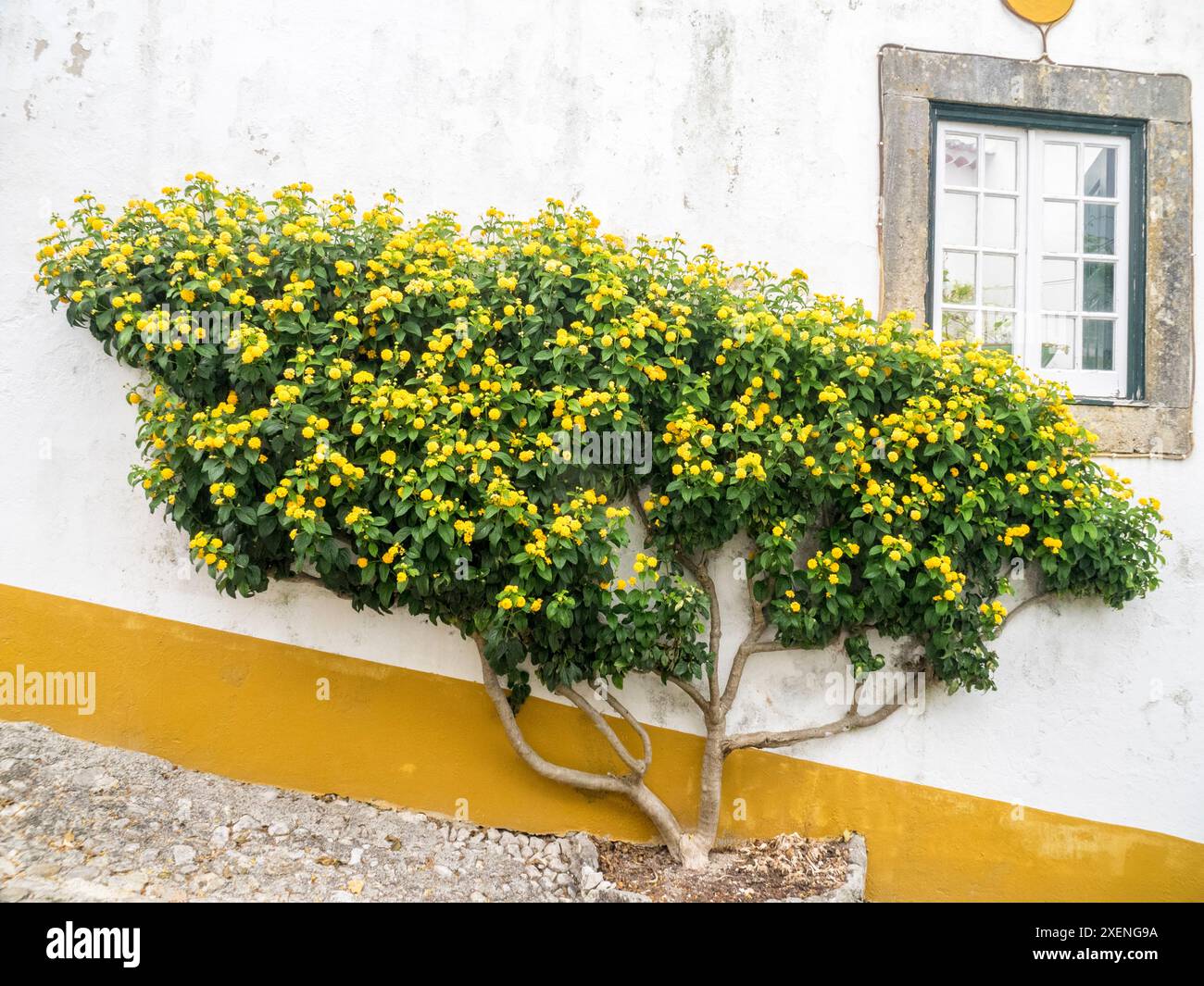 Portugal, Obidos. Yellow flowering bush against the white wall of a ...
