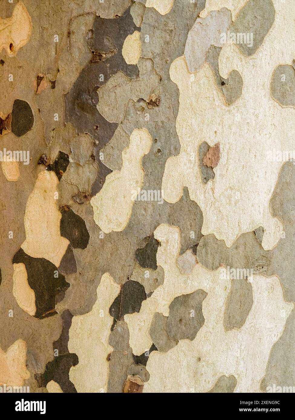 Portugal, Obidos. Close-up of the bark of a mottled Sycamore platanus ...
