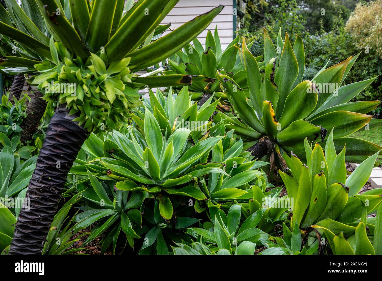 Agave attenuata plants in Australia, also known as lions tail agave or ...