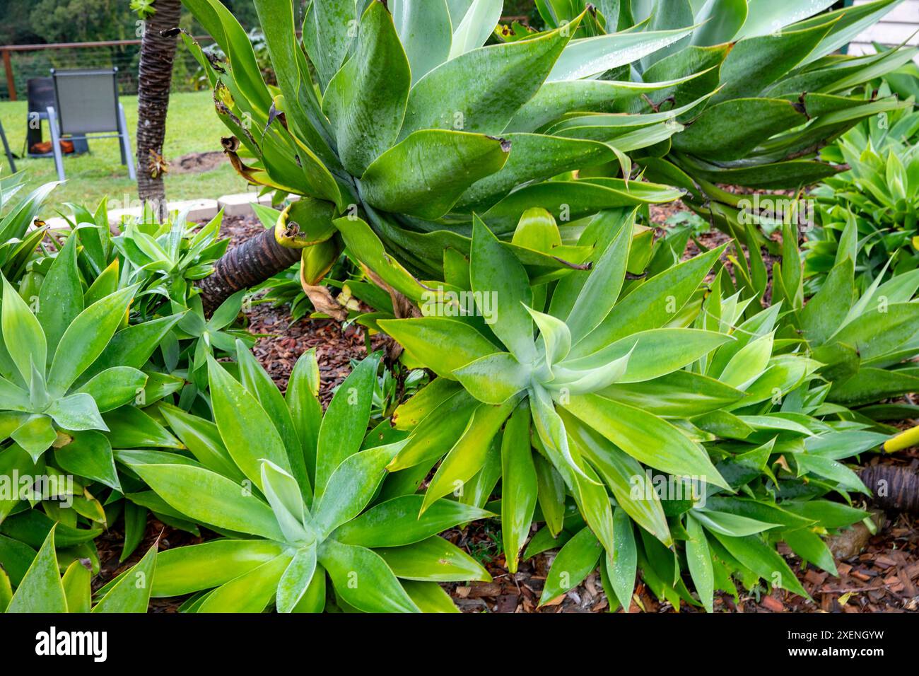 Agave attenuata plants in Australia, also known as lions tail agave or ...
