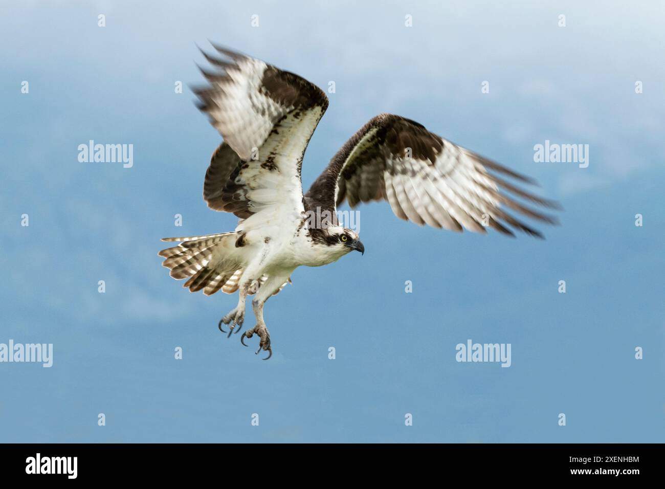 Osprey; Flight, Alaska Stock Photo - Alamy
