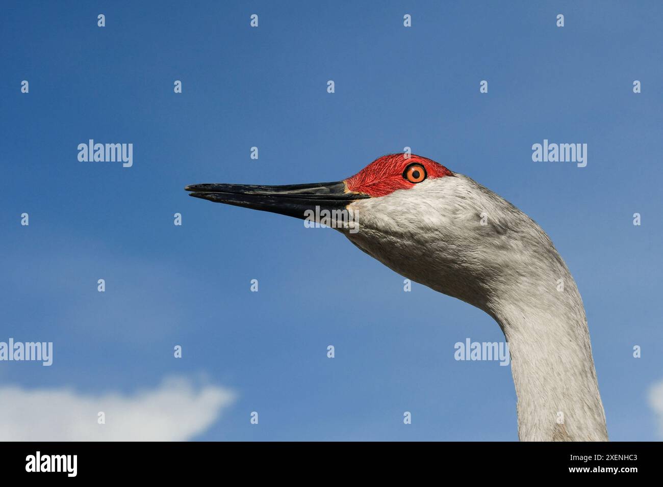 Sandhill crane alaska hi-res stock photography and images - Alamy