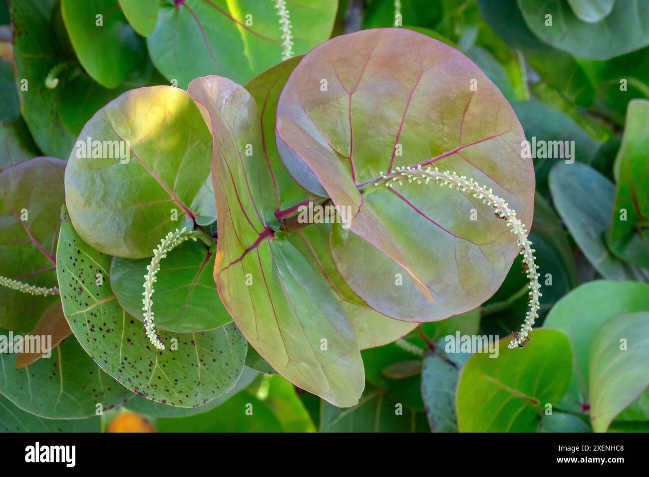Flowering sea grape Stock Photo - Alamy