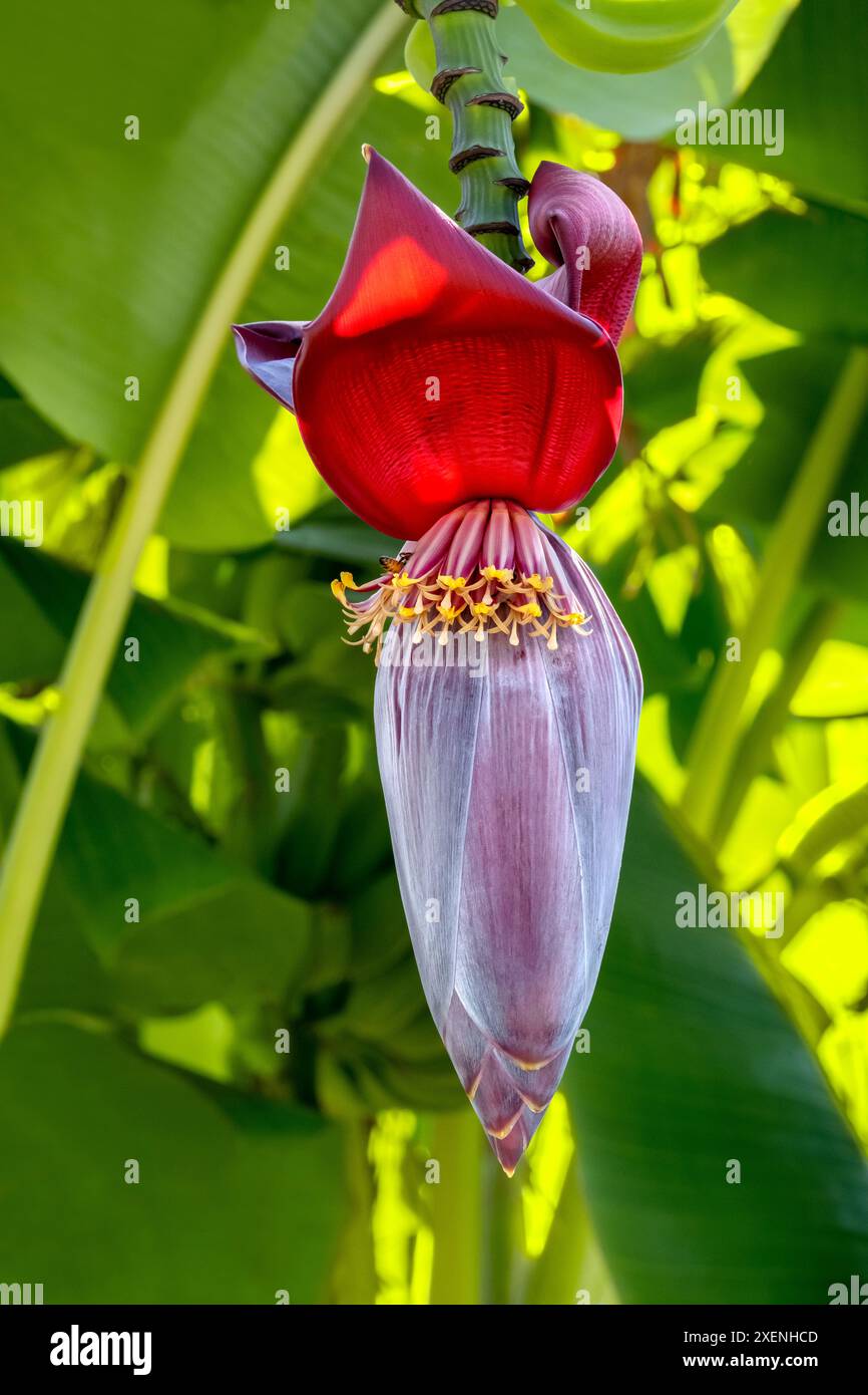 Purple flowering banana flower hi-res stock photography and images - Alamy