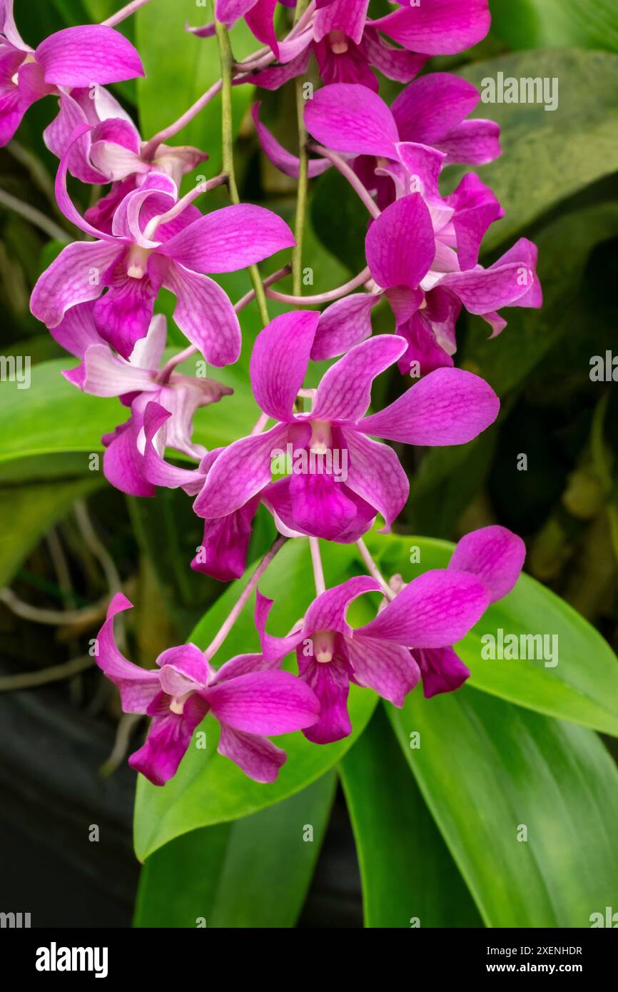 Pink dendrobium orchid Stock Photo - Alamy