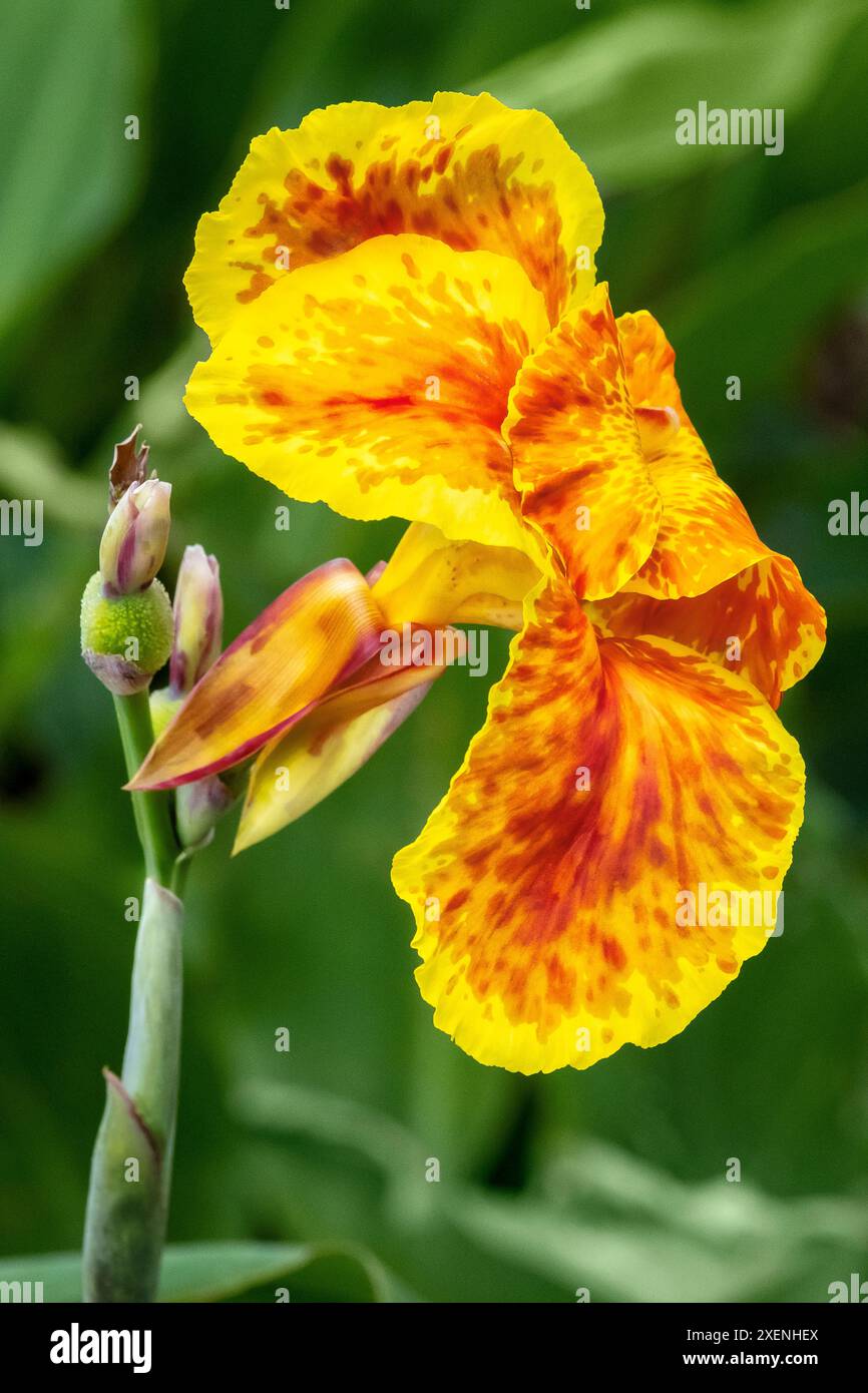 Canna orchioides hi-res stock photography and images - Alamy