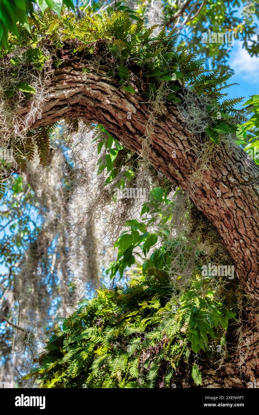 Resurrection fern on a live oak tree Stock Photo - Alamy
