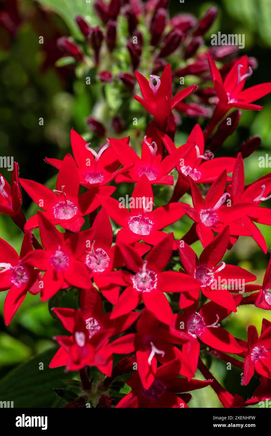 Penta flower hi-res stock photography and images - Alamy