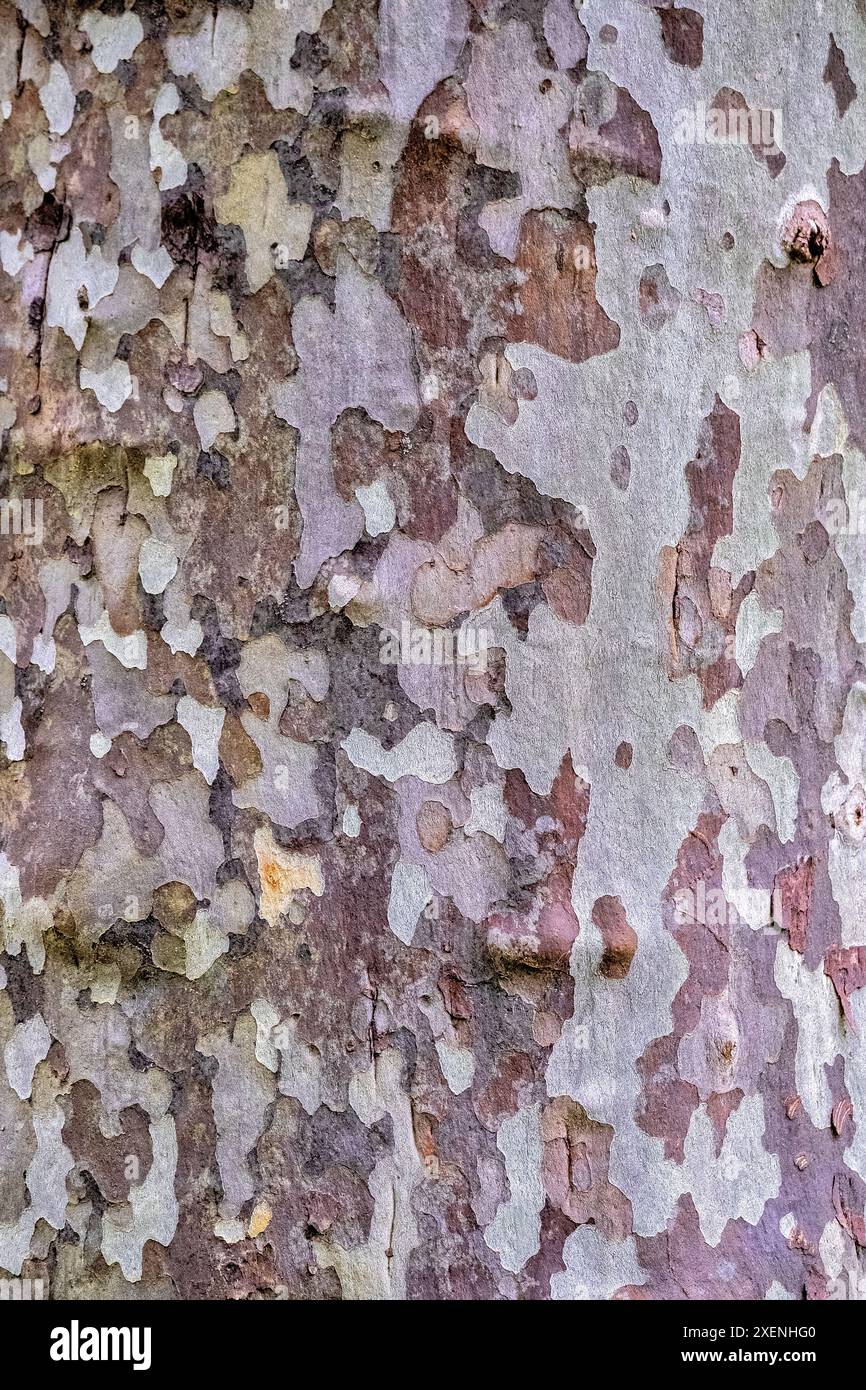 American planetree platanus occidentalis hi-res stock photography and ...