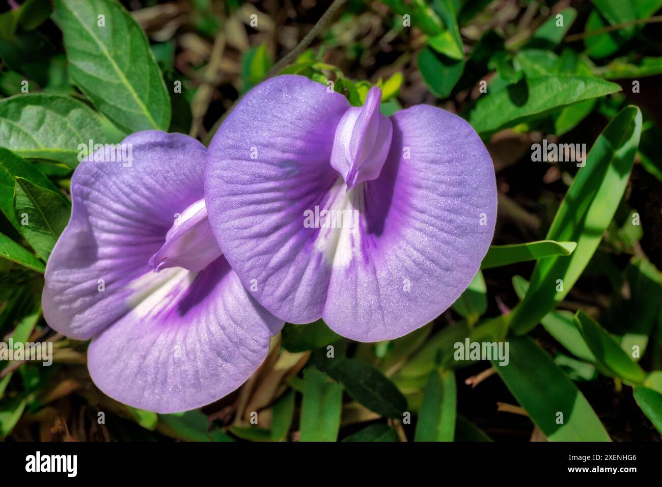 Spurred butterfly pea Stock Photo - Alamy