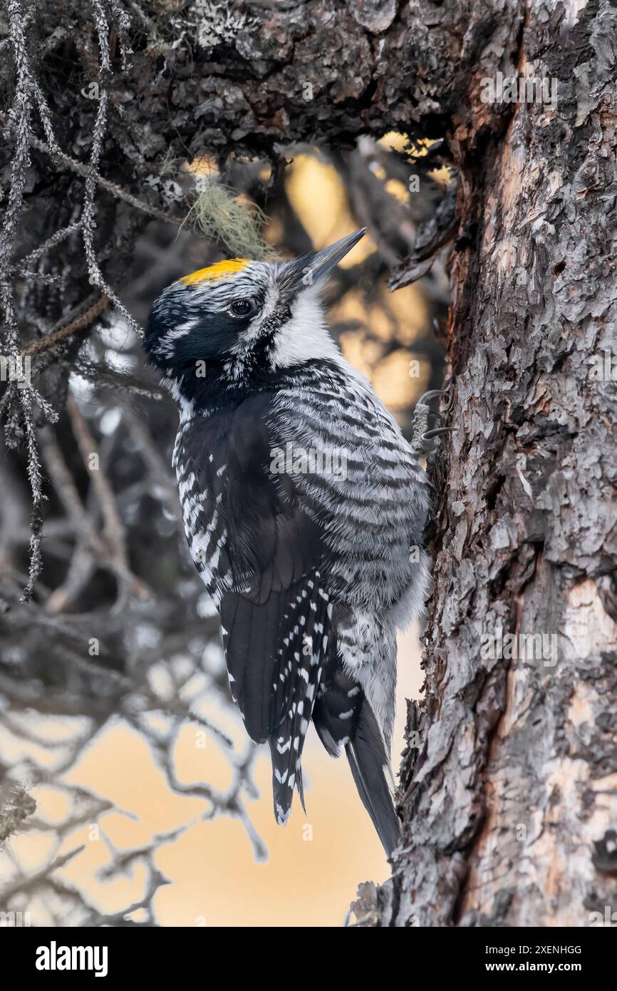 American Three-Toed Woodpecker Stock Photo - Alamy